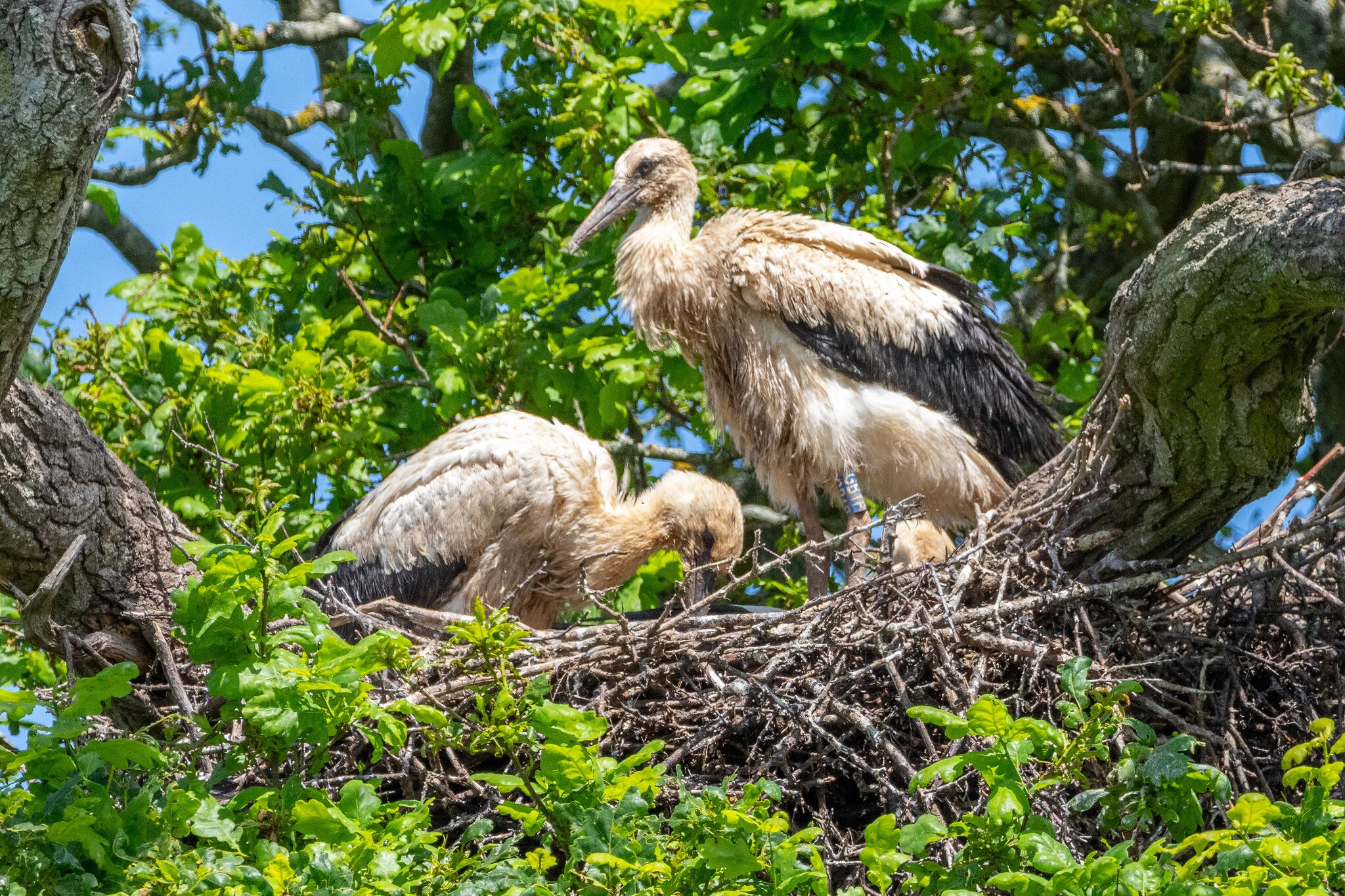Gallery — White Stork Project