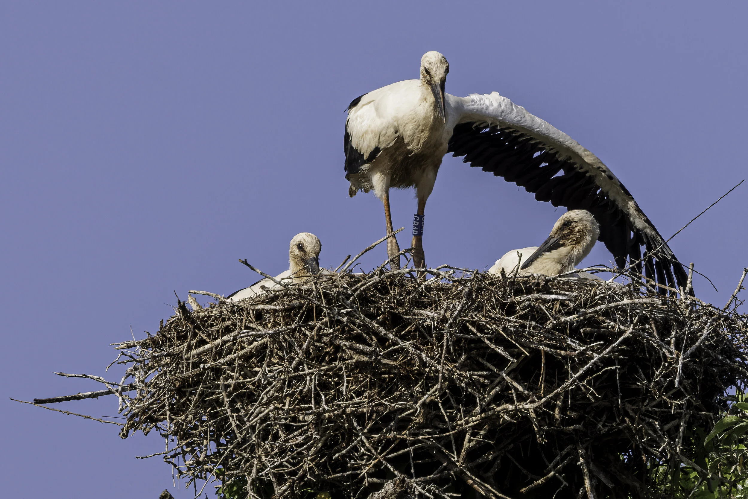 Gallery — White Stork Project