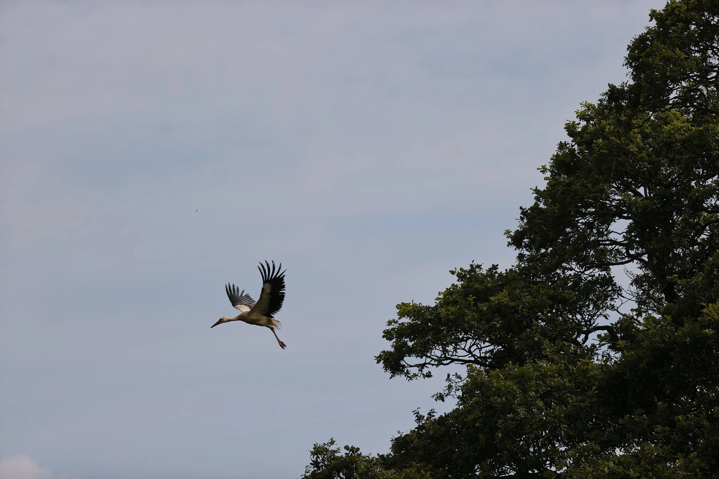 Gallery — White Stork Project