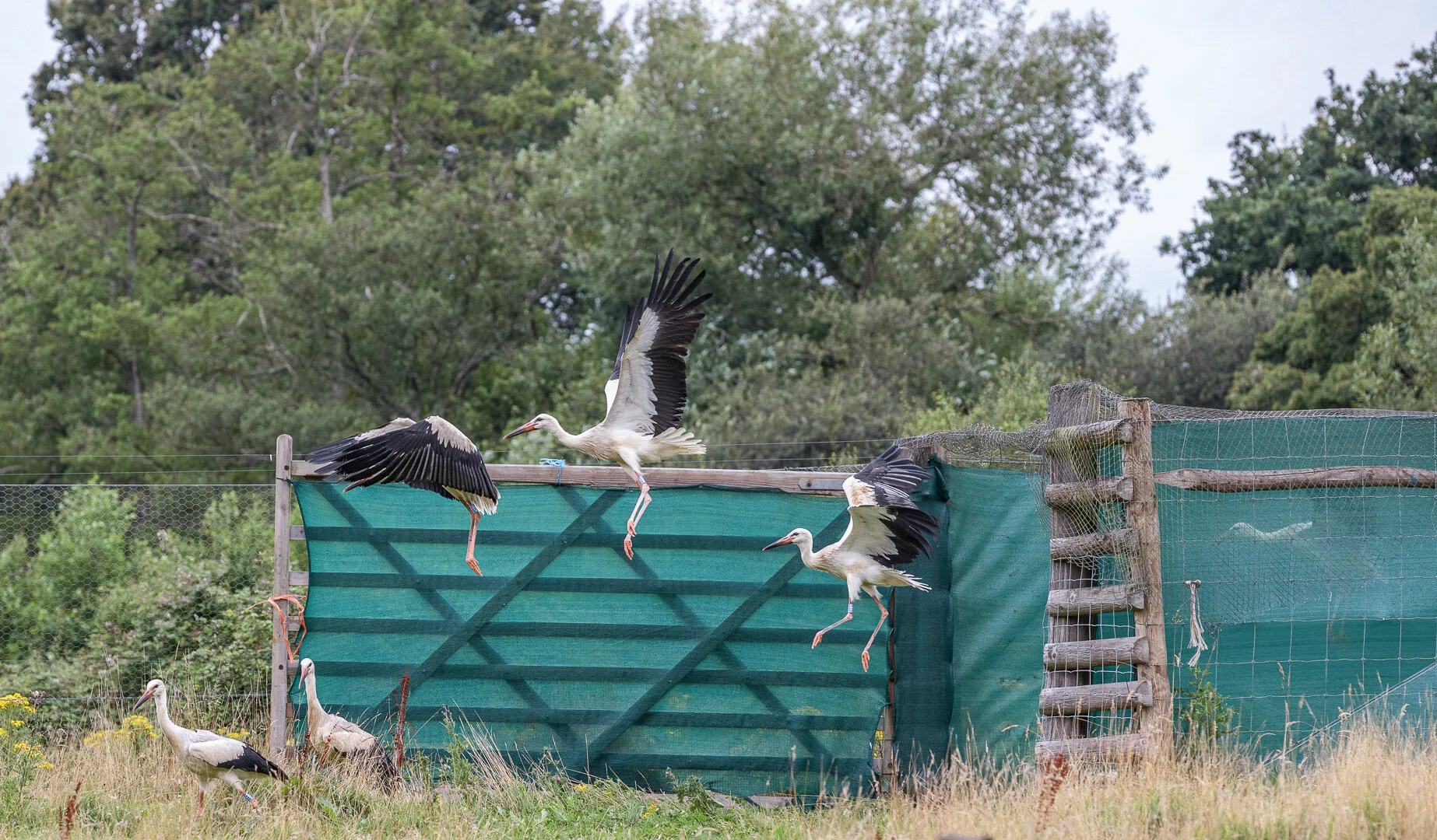 Gallery — White Stork Project