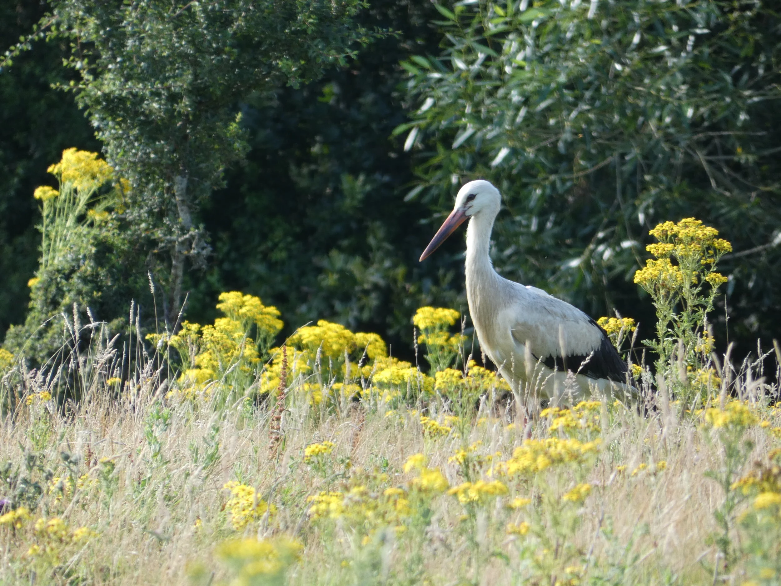 Gallery — White Stork Project