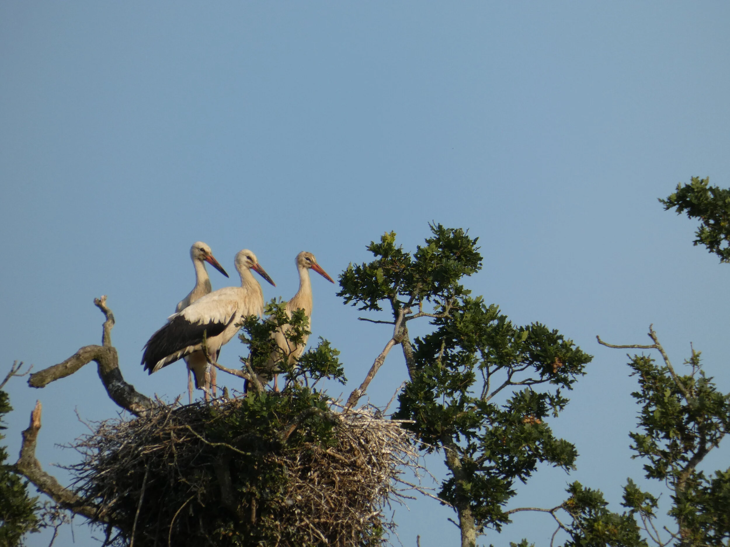 Gallery — White Stork Project
