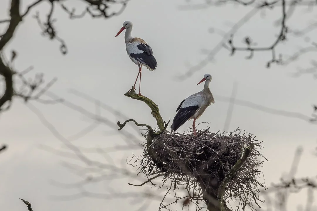 White Stork Project