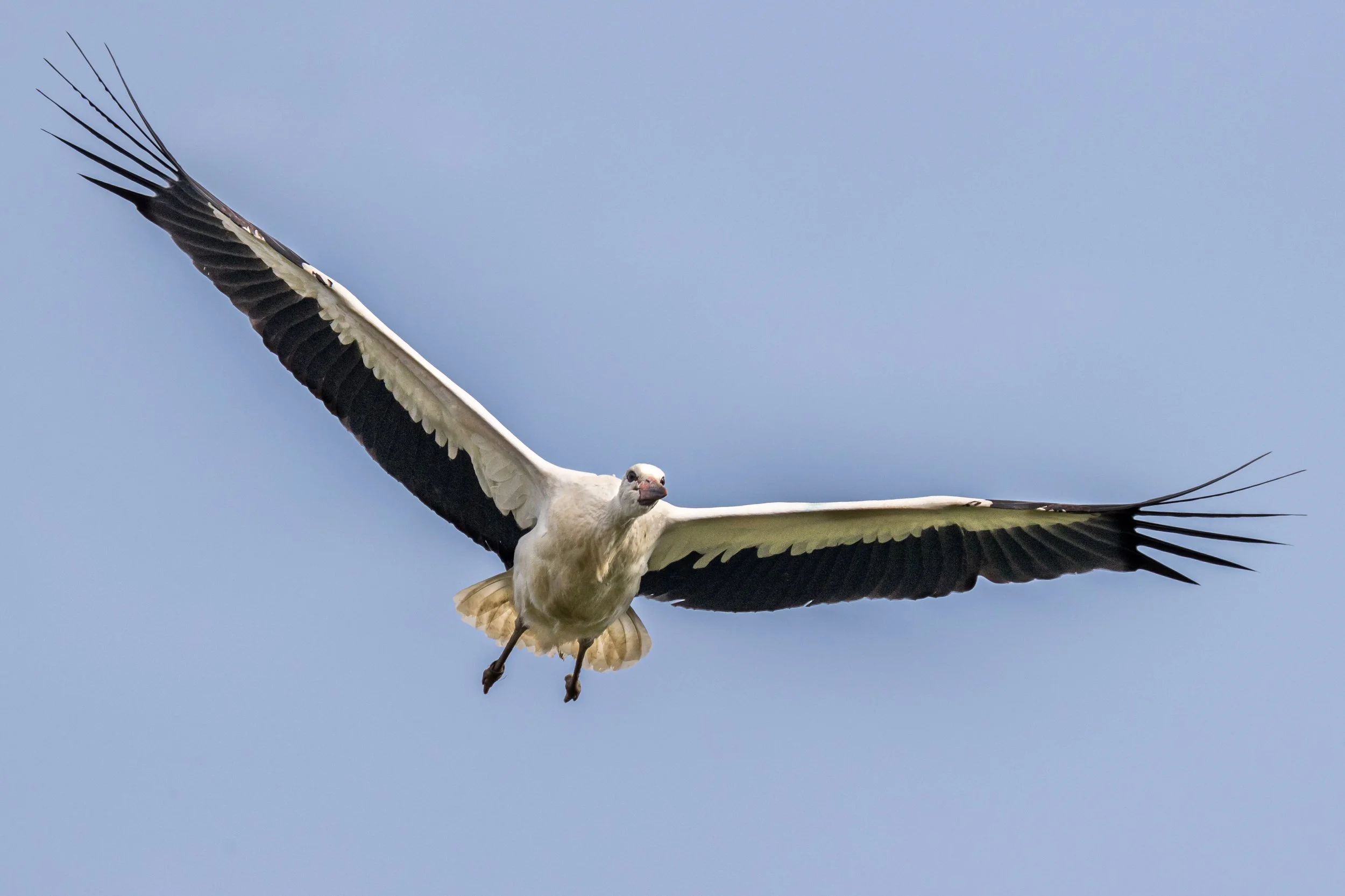 White Stork Project