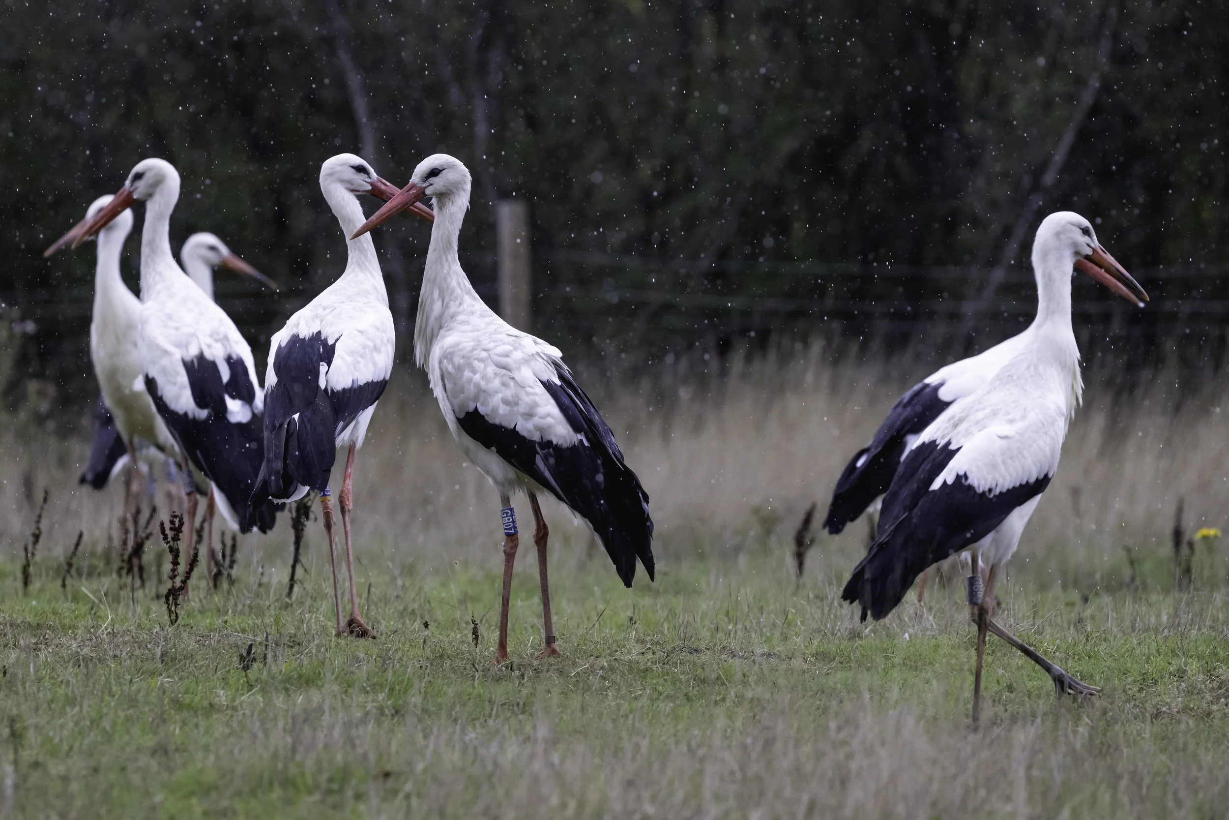 White Stork Project