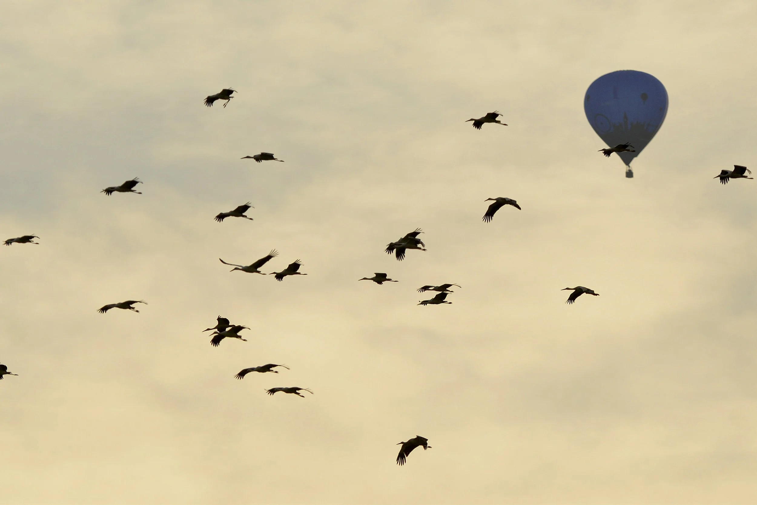 Gallery — White Stork Project