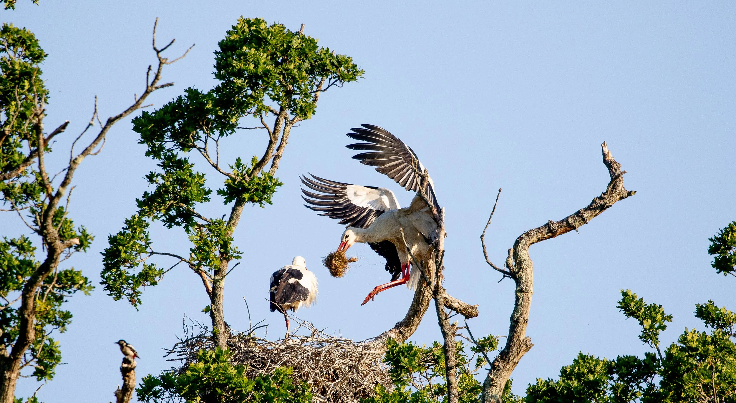 Gallery — White Stork Project