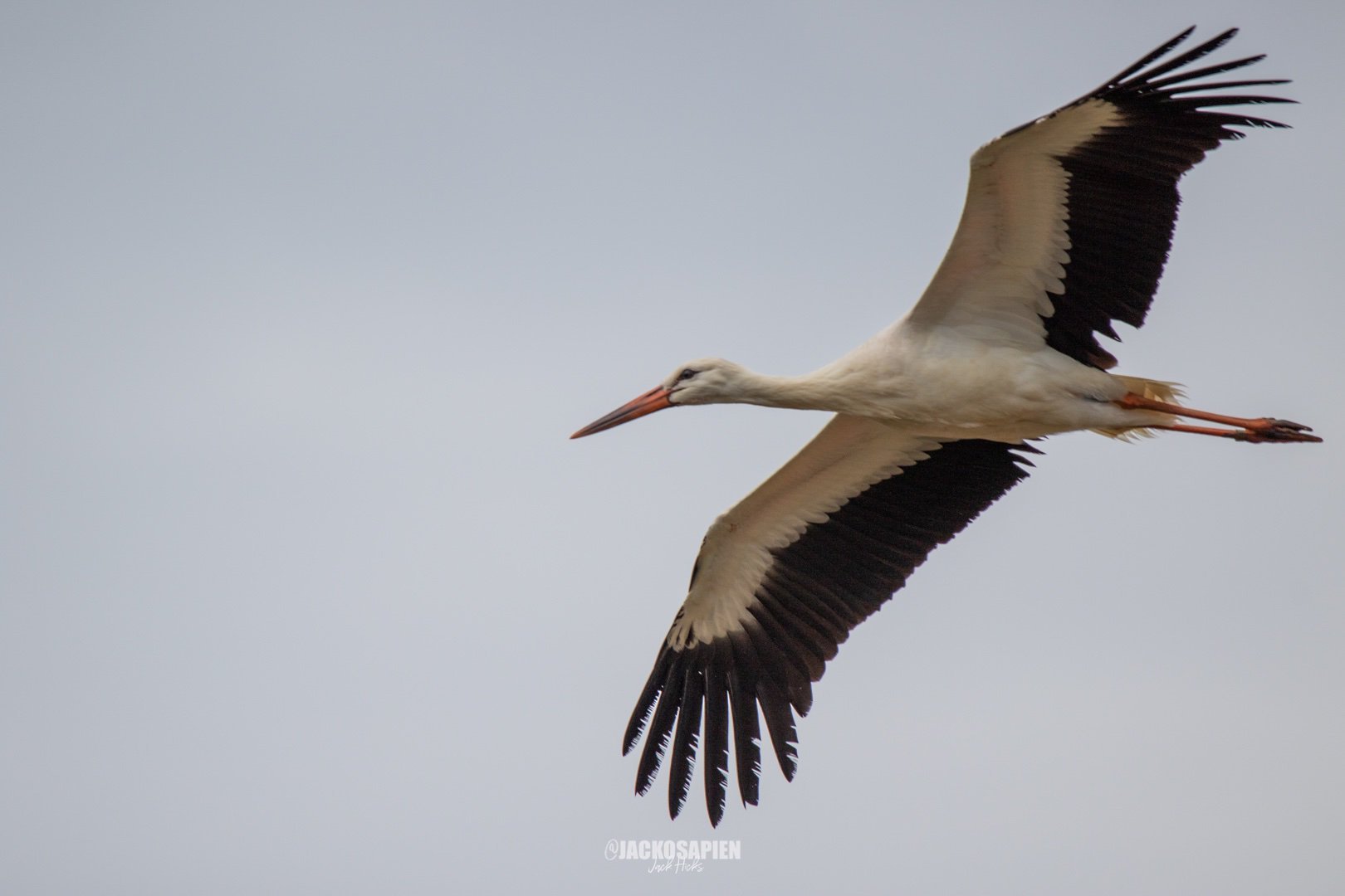 Gallery — White Stork Project