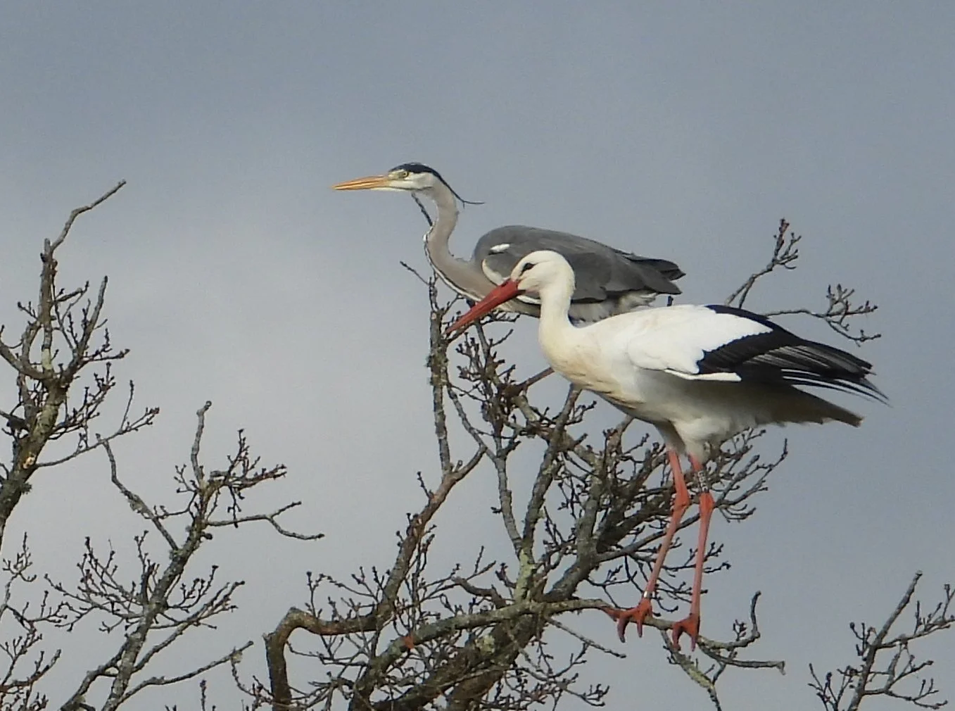 Gallery — White Stork Project