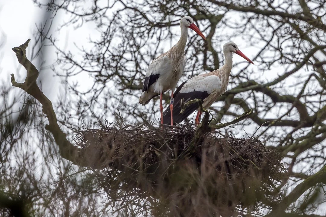 Gallery — White Stork Project