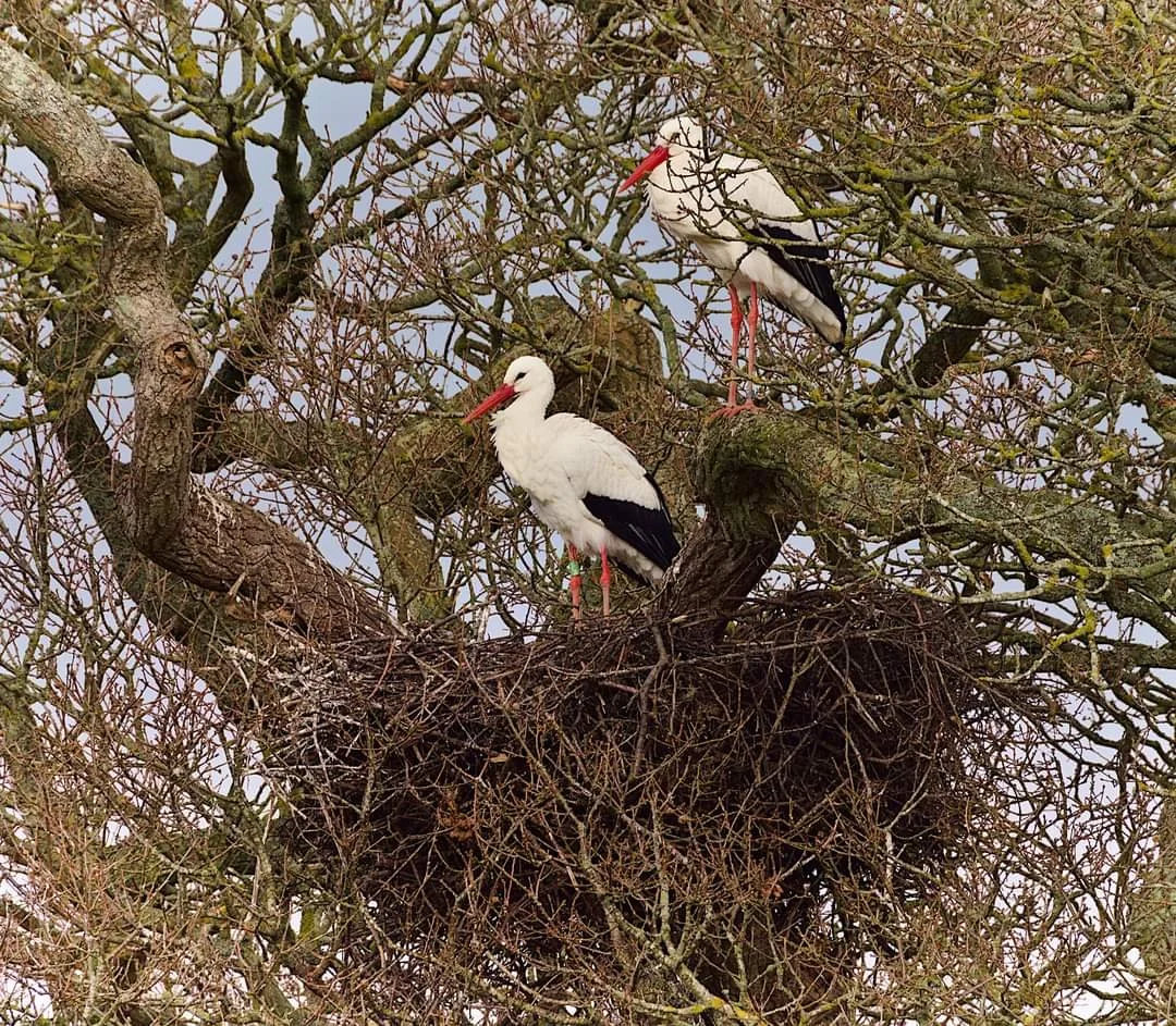 Gallery — White Stork Project
