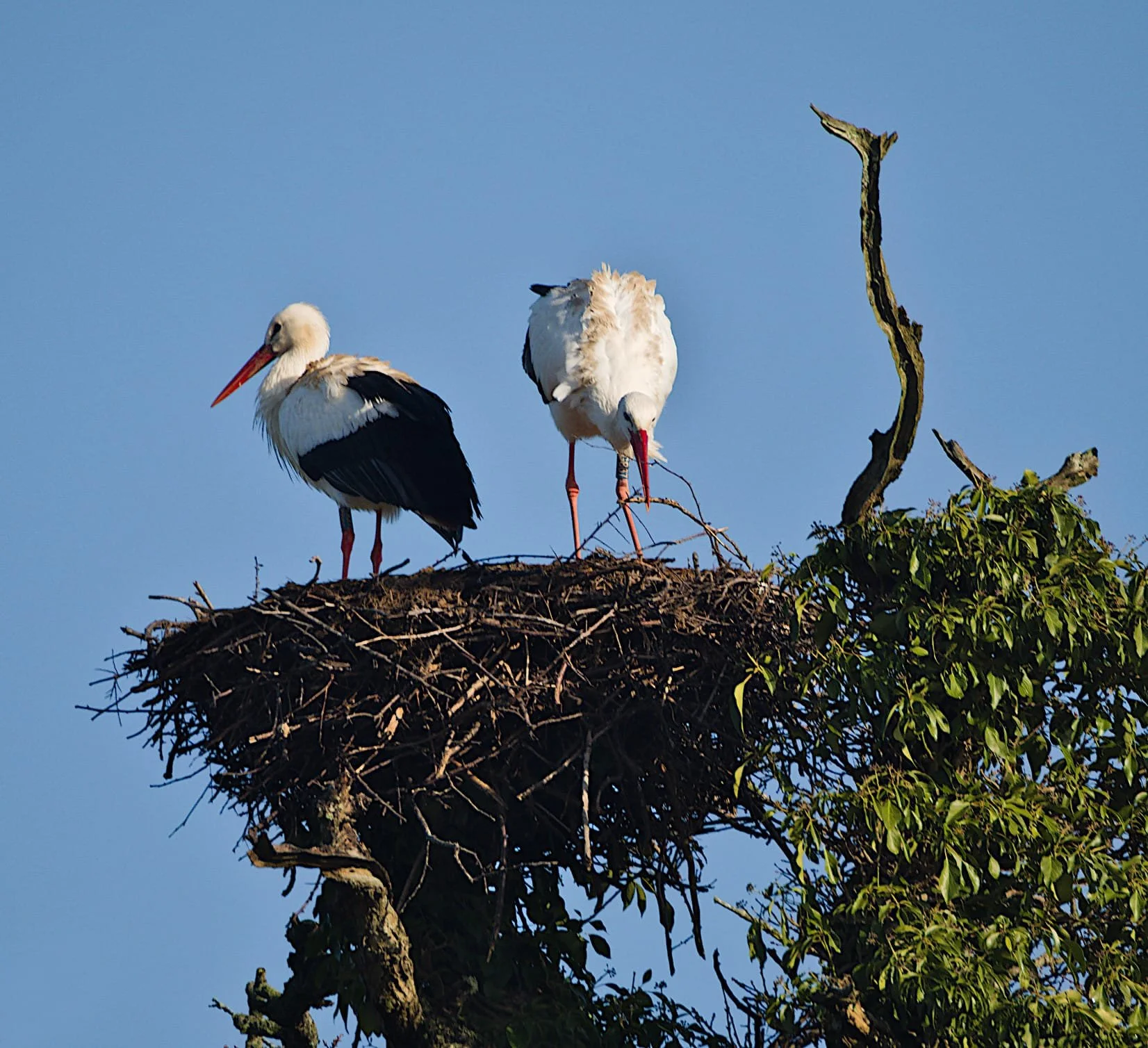Gallery — White Stork Project