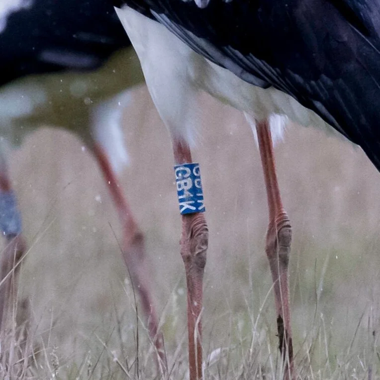 Report a sighting — White Stork Project