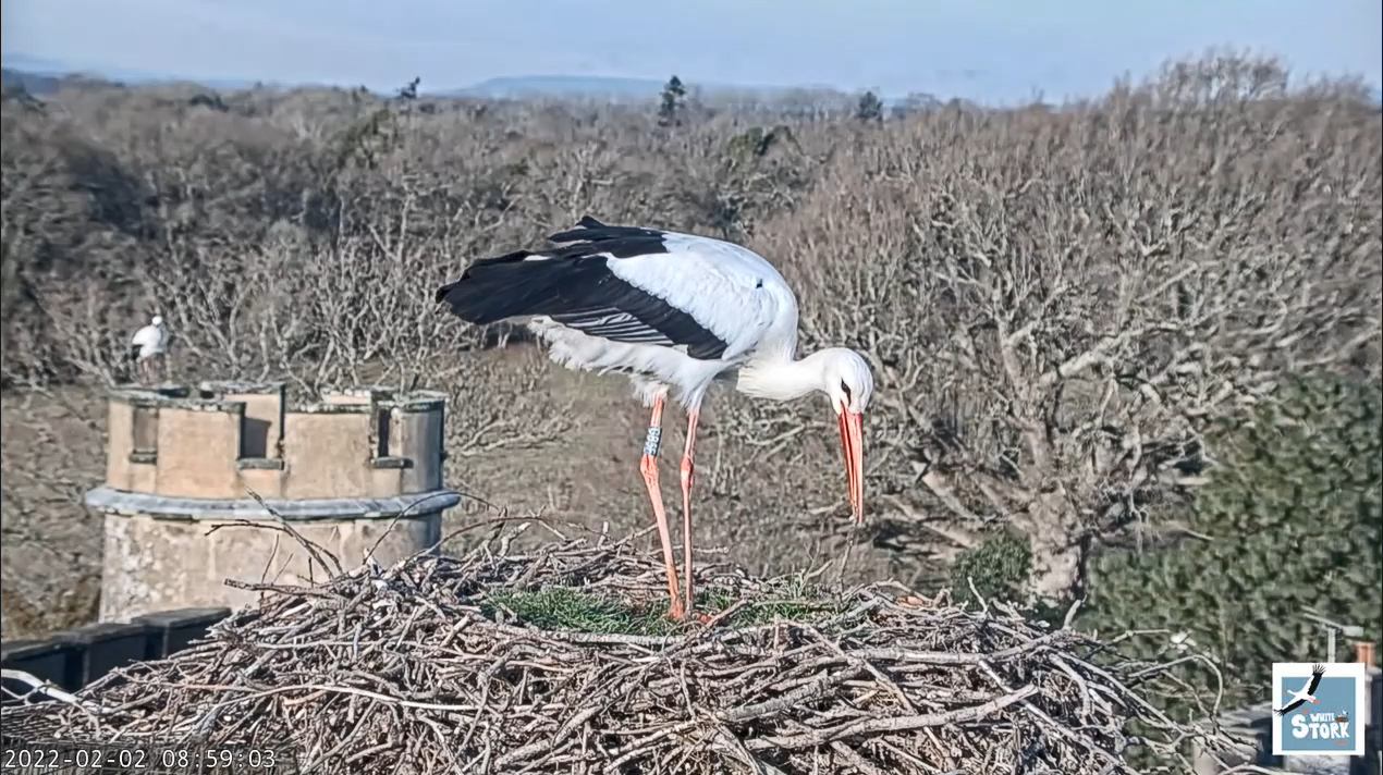 Our Storks — White Stork Project