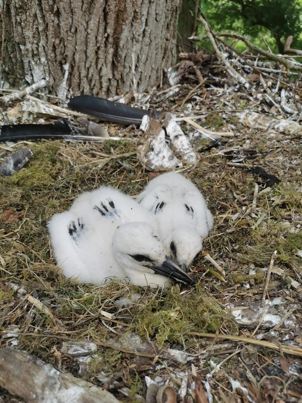 Migration Map — White Stork Project