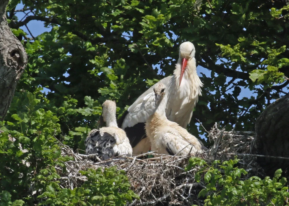 Migration Map — White Stork Project
