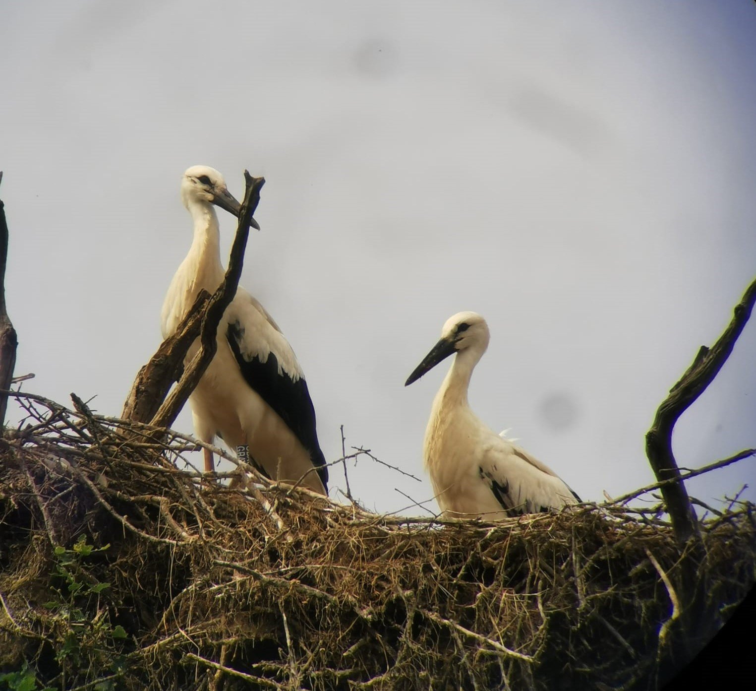 Our Storks — White Stork Project