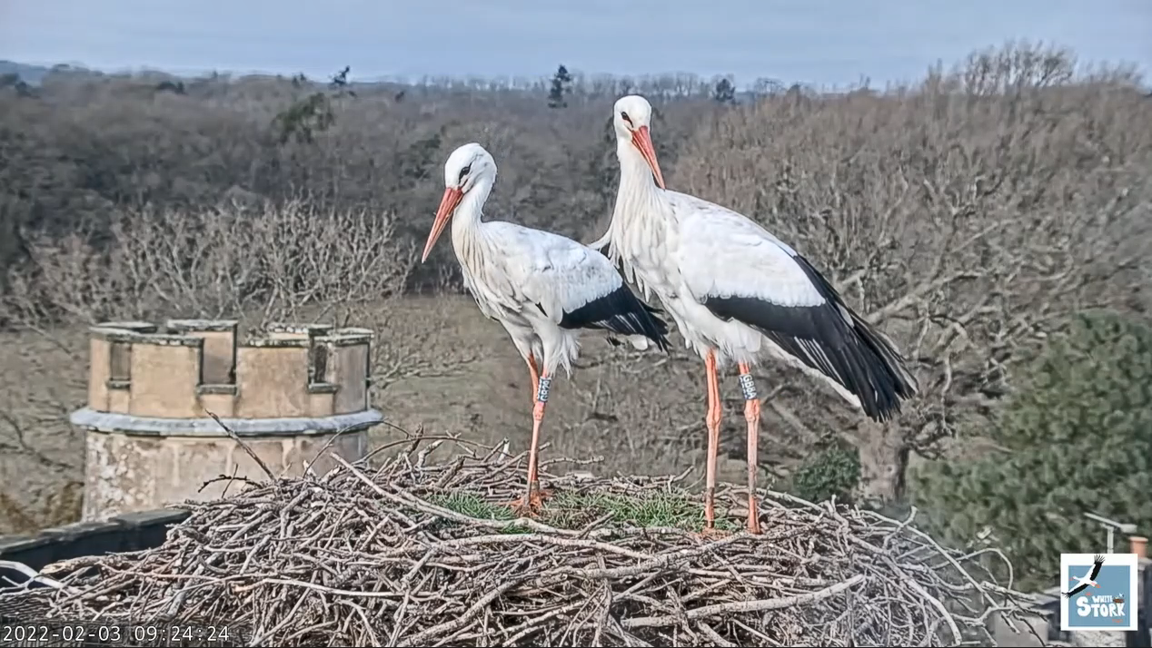 White Stork Project