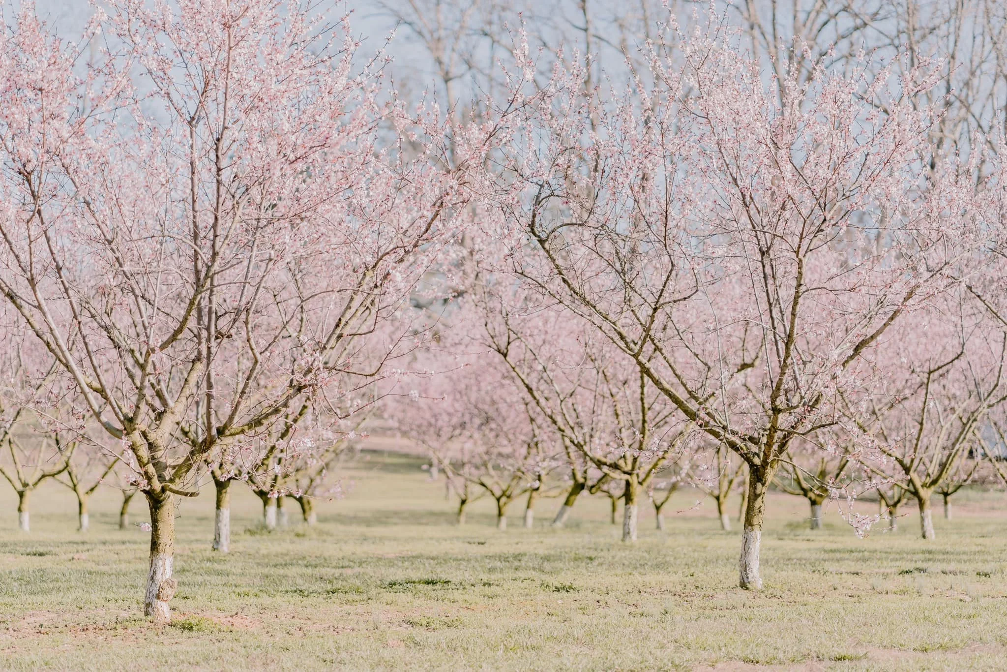 Millstone Creek Orchards: U-Pick Fruits & Outdoor Adventures