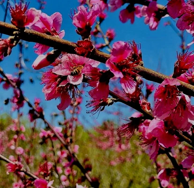 Millstone Creek Orchards: U-Pick Fruits & Outdoor Adventures