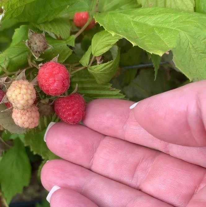 Millstone Creek Orchards - U-Pick Fruit/Veggies