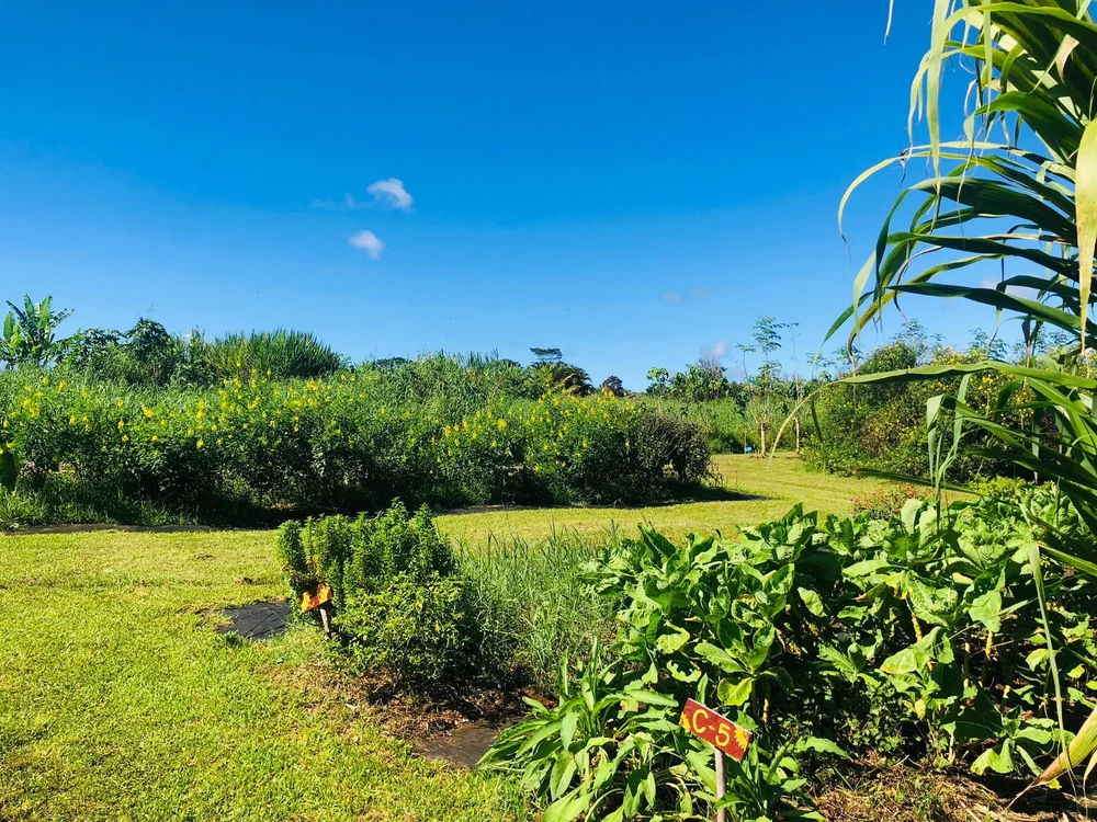 Farm Tours in Hilo, Hawaii — Kulaniapia Falls
