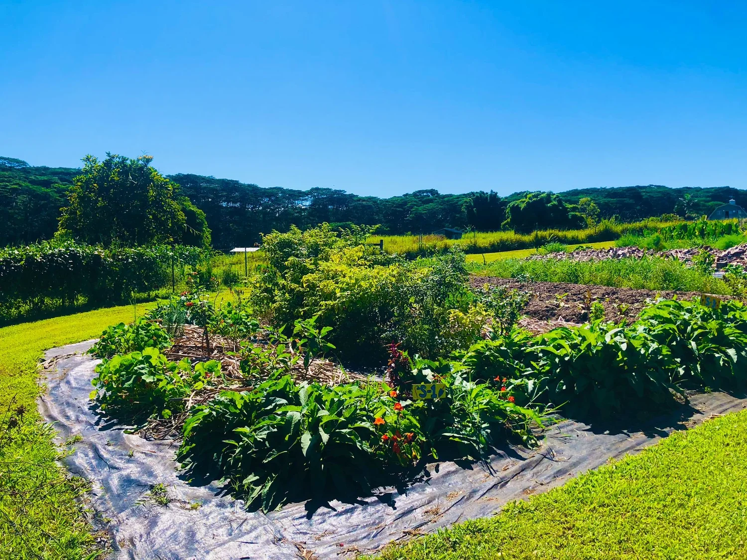 Farm Tours in Hilo, Hawaii — Kulaniapia Falls