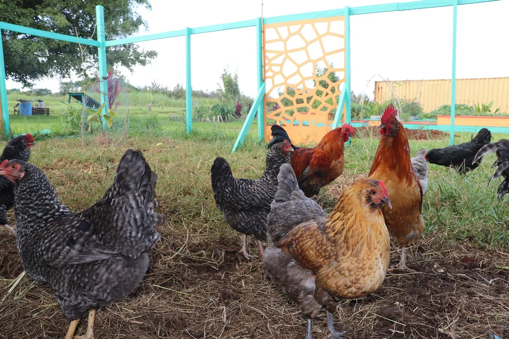 Farm Tours in Hilo, Hawaii — Kulaniapia Falls