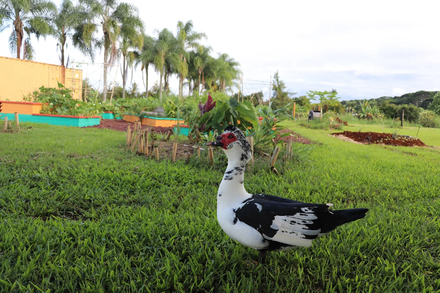 Farm Tours in Hilo, Hawaii — Kulaniapia Falls