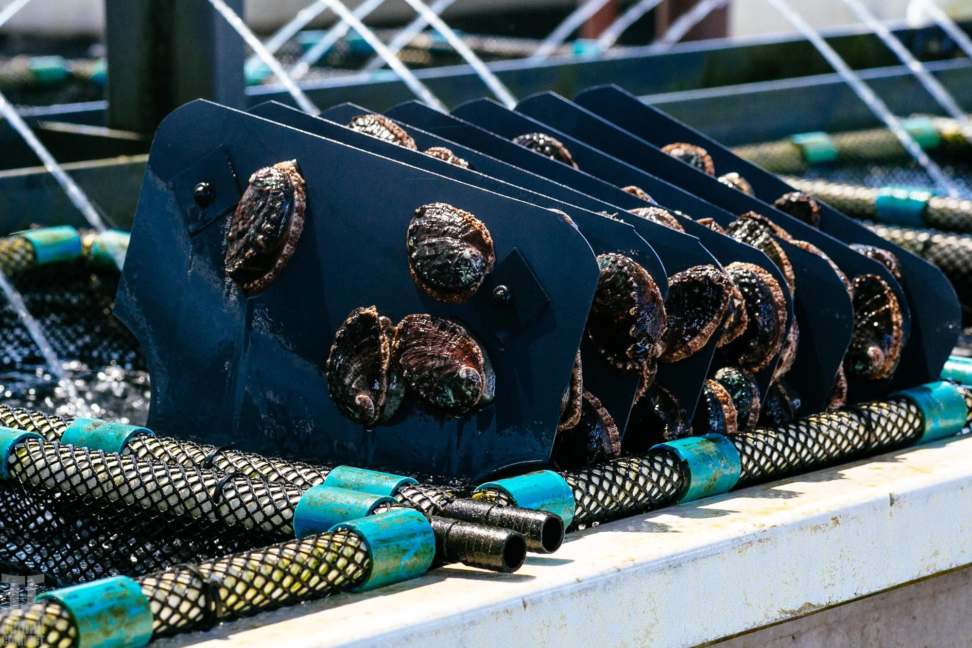 Sustainability Profile: Abalone and Natural Energy — Gemini Connect