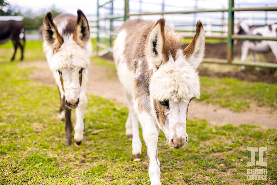 JF Ranch Miniature Donkeys — Gemini Connect