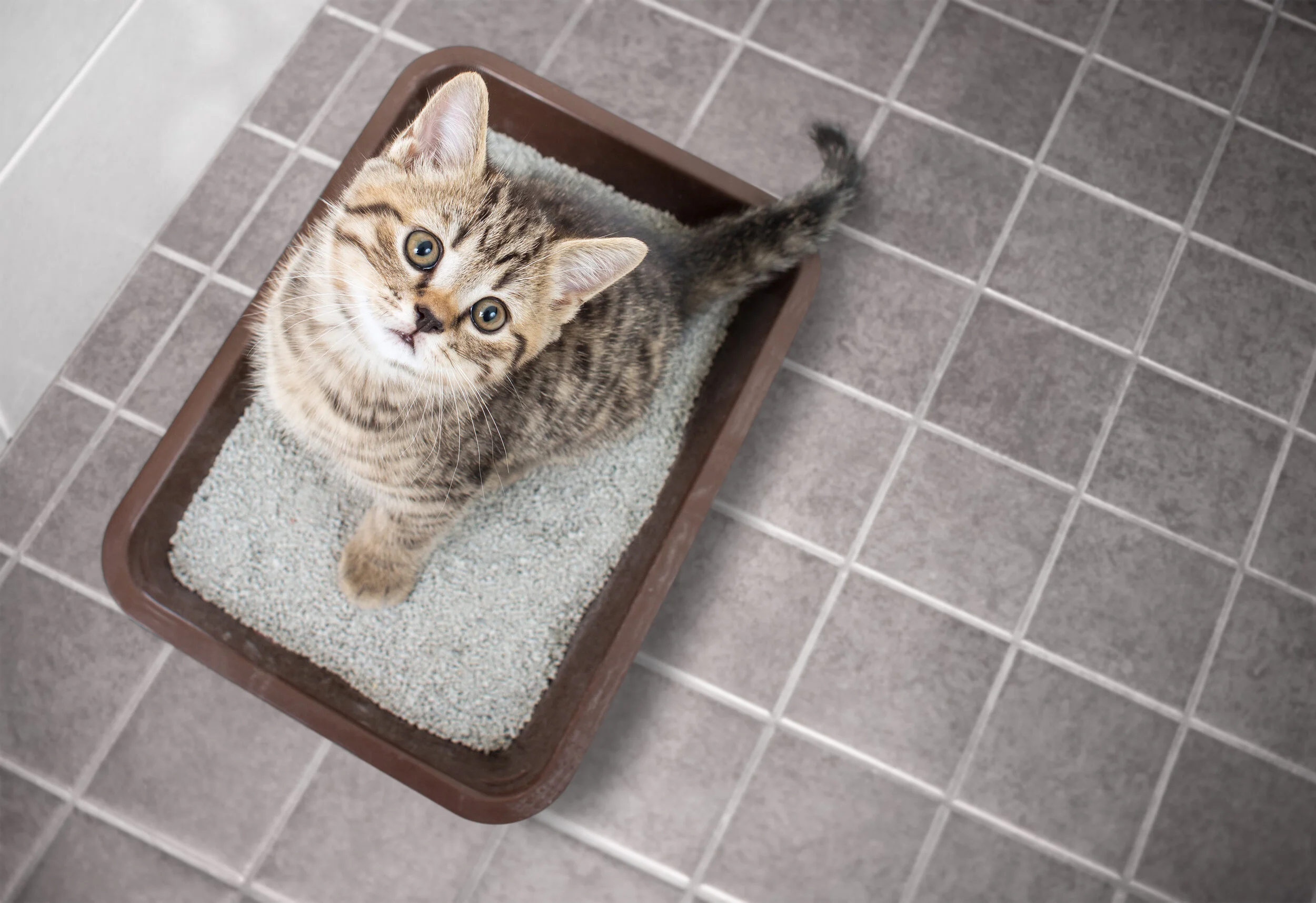Is Toilet Training Right For Your Cat 10 Factors To Consider Space Is Toilet Training Right For Your Cat 10 Factors To Consider Space