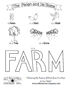 Pecan Tree Life Cycle