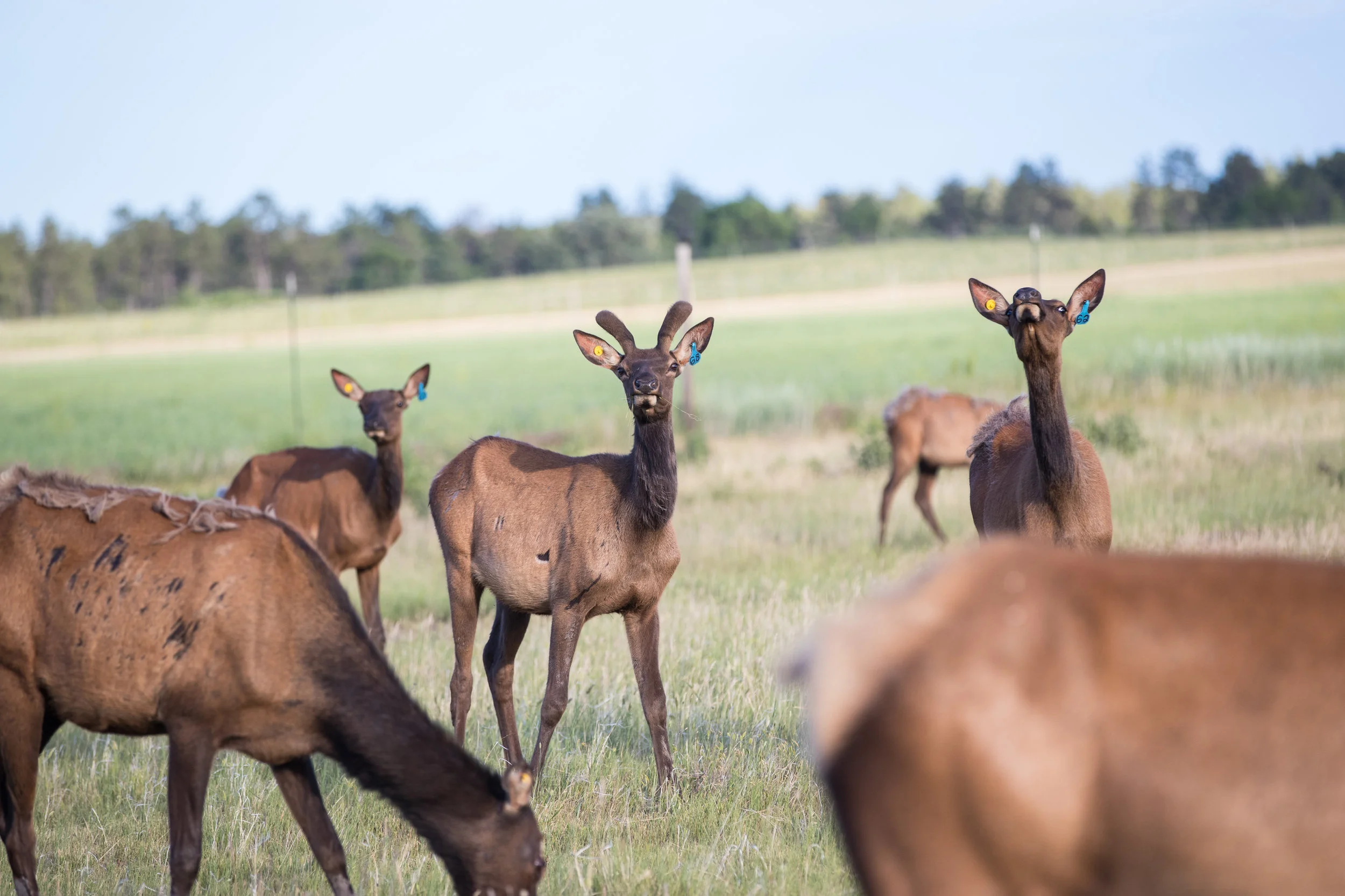 About — Heartland Elk Guest Ranch