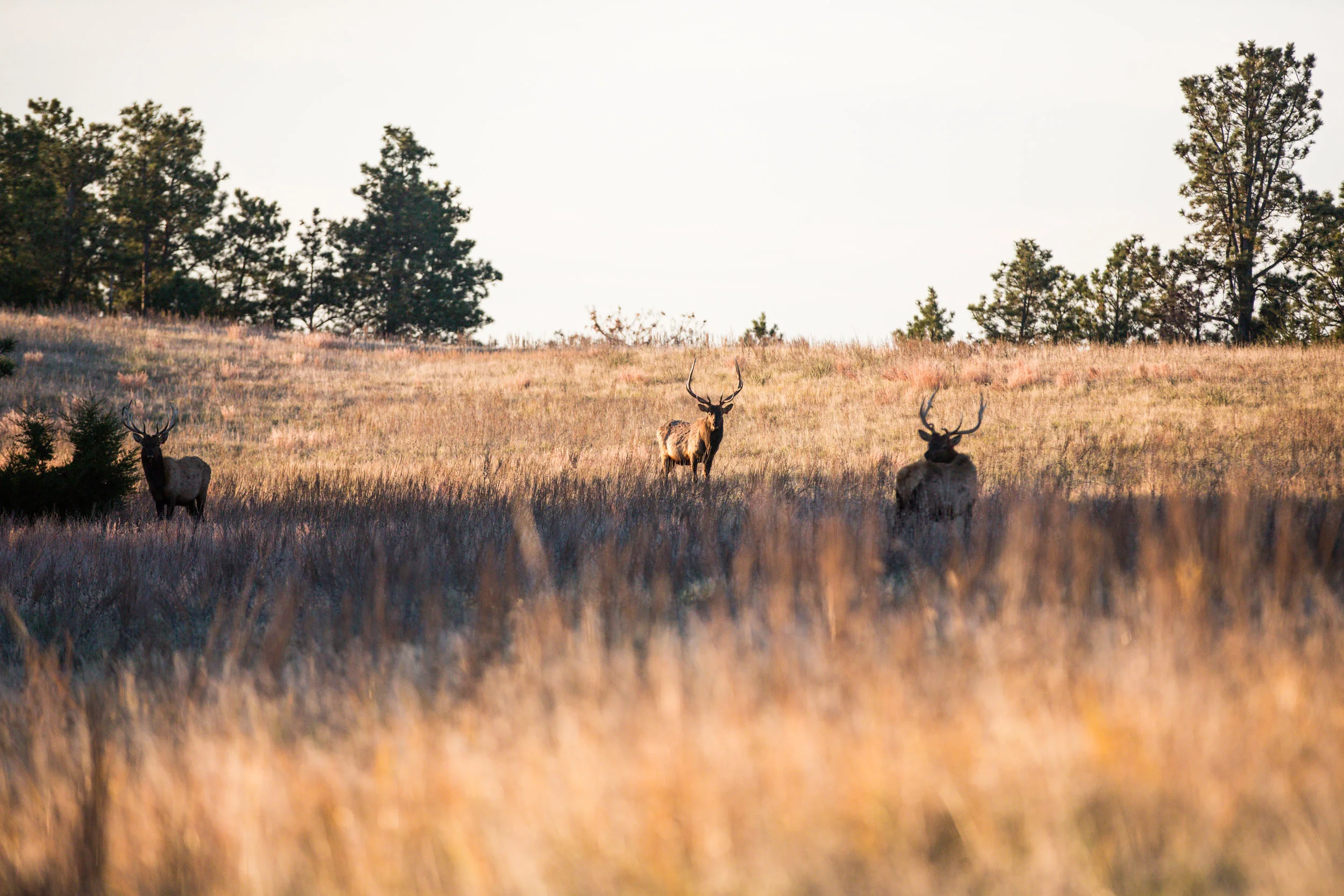 Heartland Elk Guest Ranch
