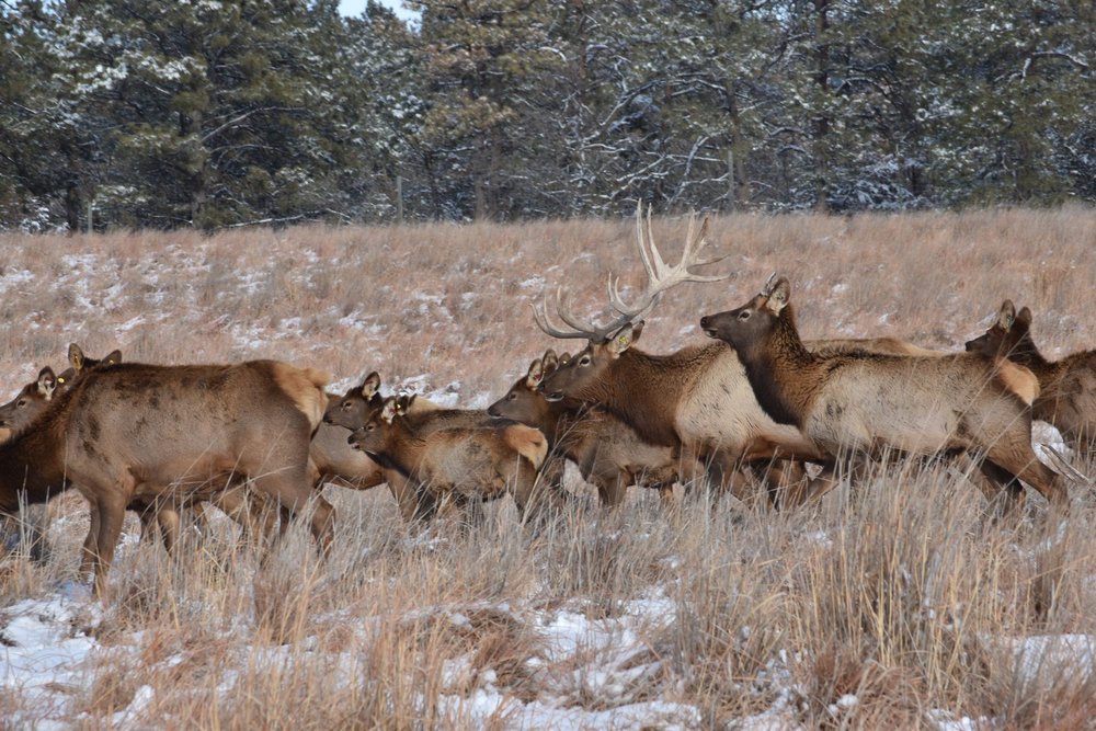 Heartland Elk Guest Ranch - Niobrara River Outfitters, Cabin Rentals ...