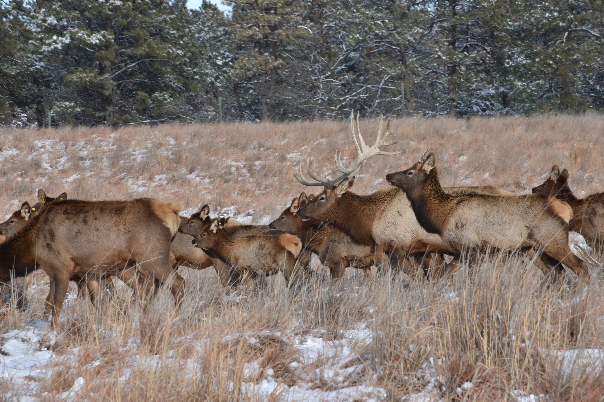 Heartland Elk Guest Ranch - Niobrara River Outfitters, Cabin Rentals ...
