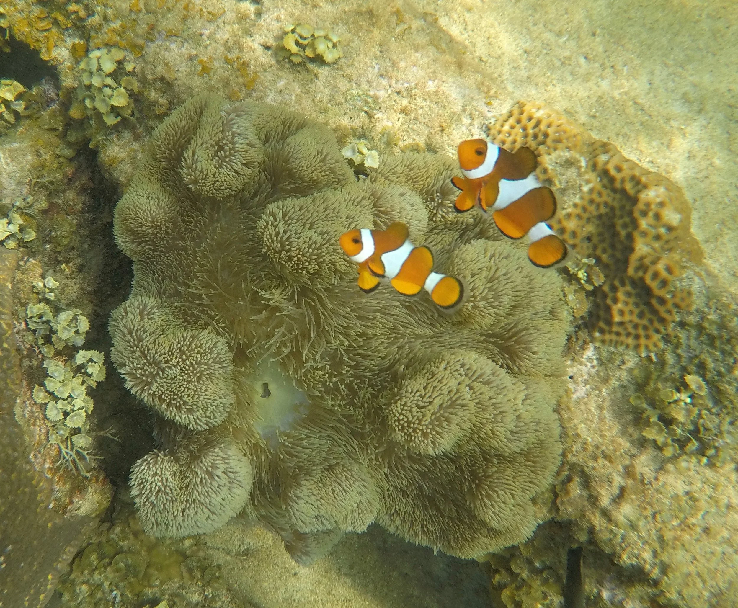 Asia — Tioman Island, Malaysia