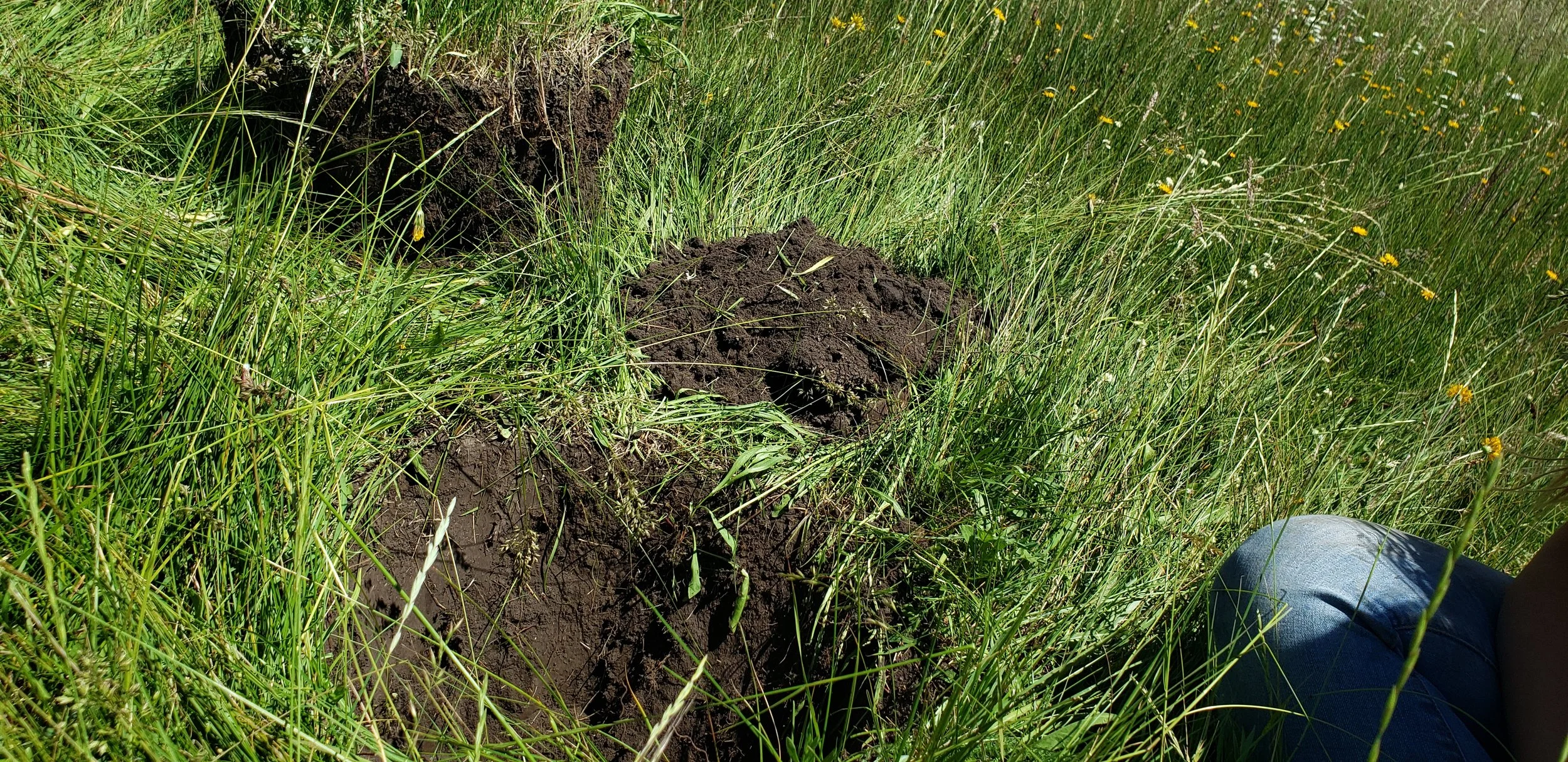 Range Program Sublette County Conservation District