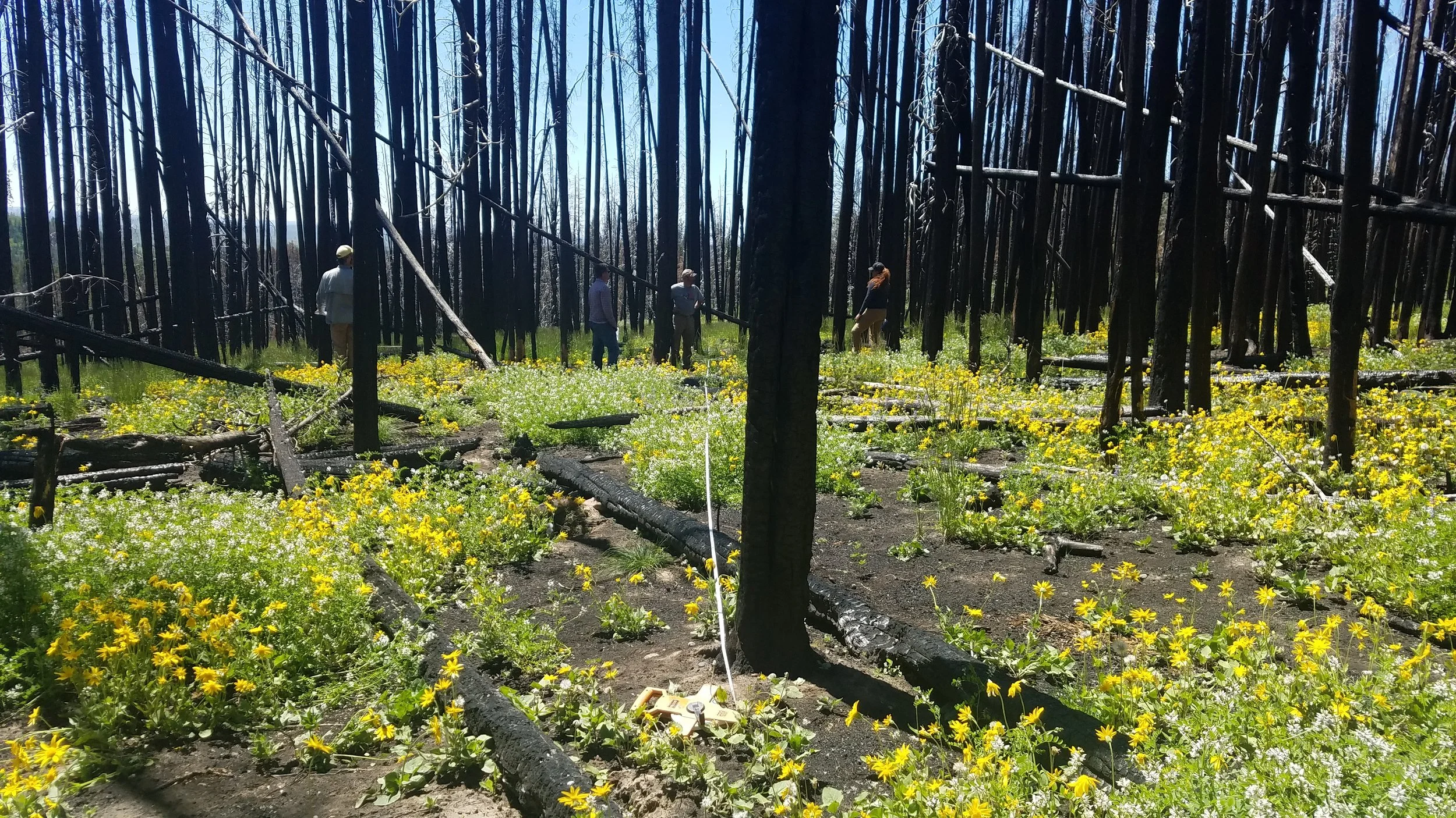 Fire Recovery — Sublette County Conservation District