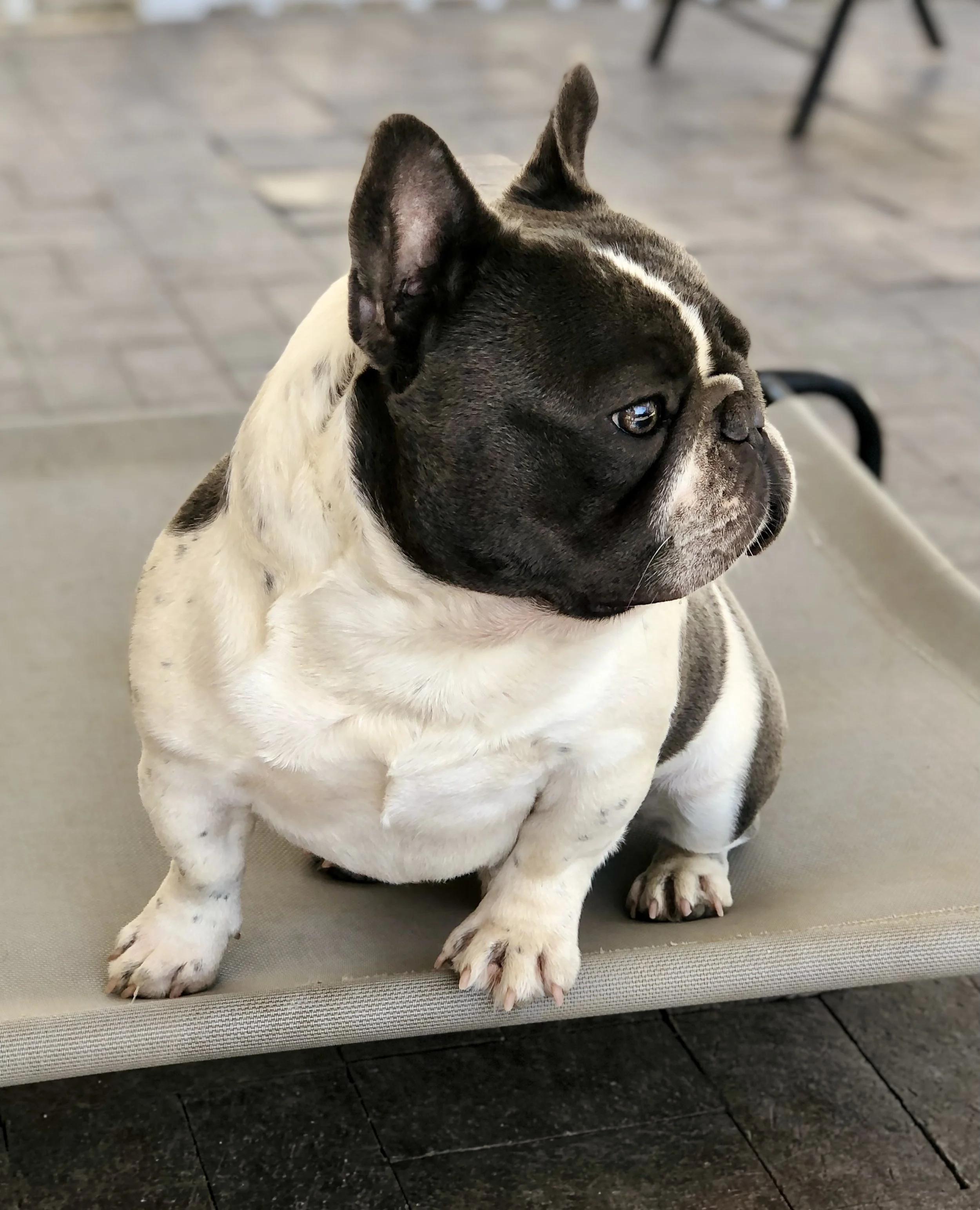 Roseflower Frenchies California