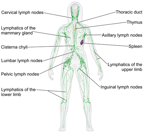 Understanding the Role of the Lymphatic System in Skin Health | St ...