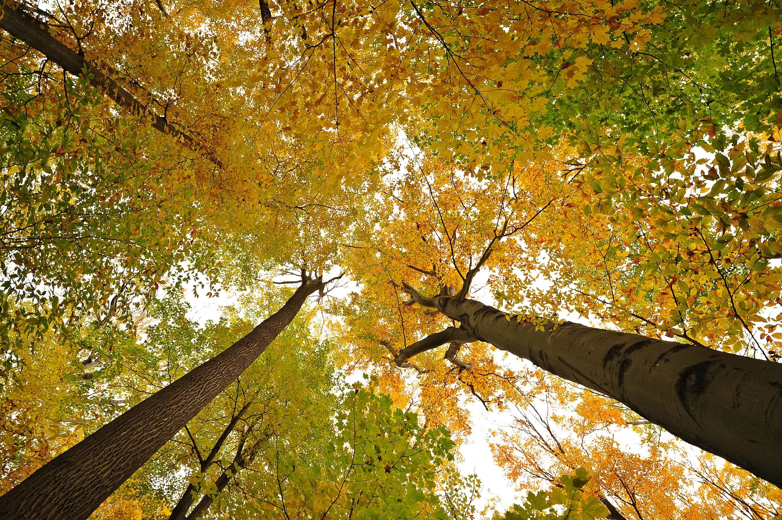 Protected Lands — Genesee Land Trust