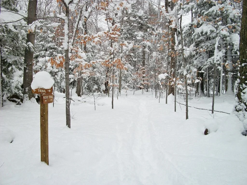 Trees in Winter - FULL — Genesee Land Trust