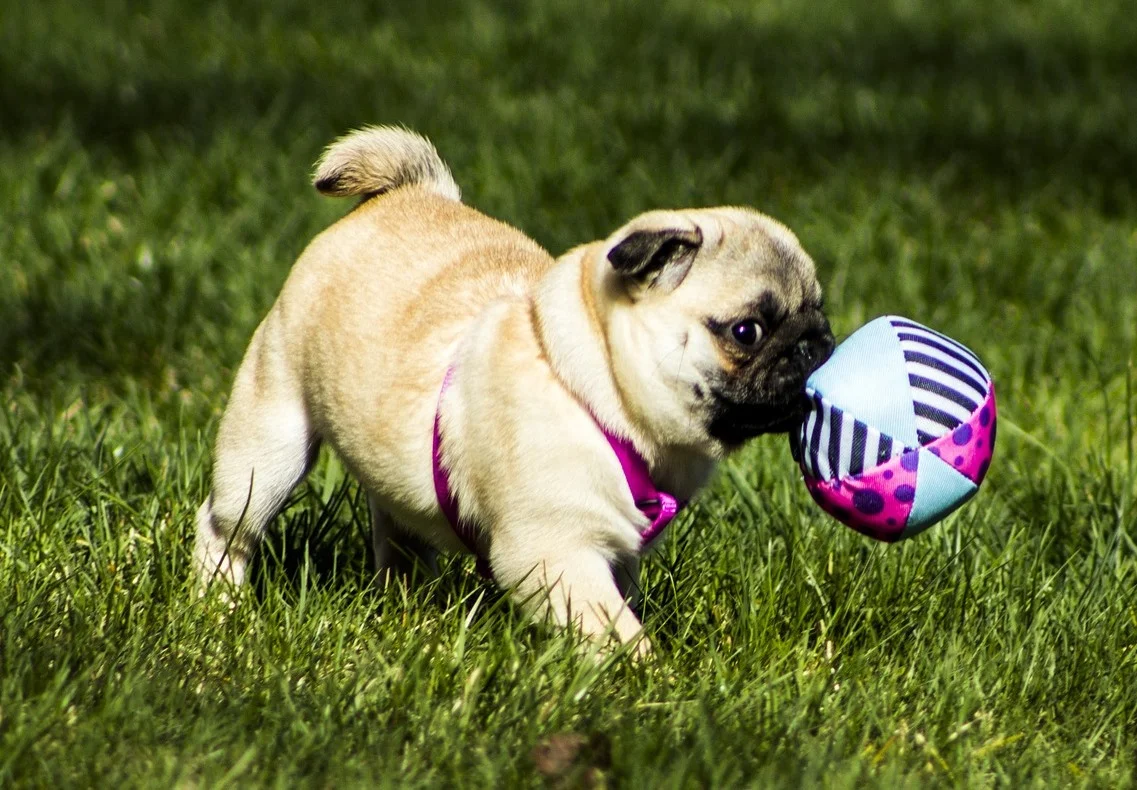 Events — Kentuckiana Pug Rescue