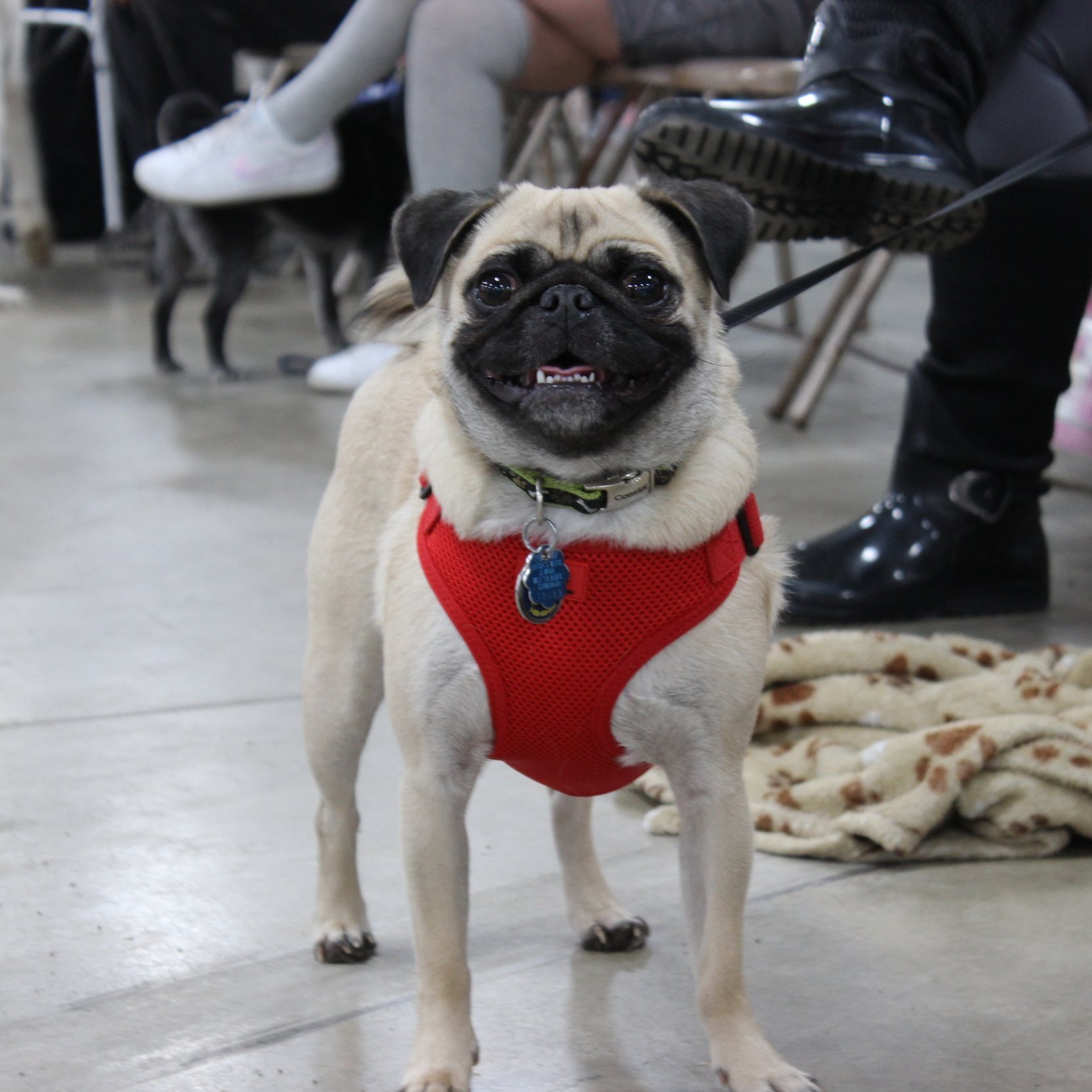 Events — Kentuckiana Pug Rescue