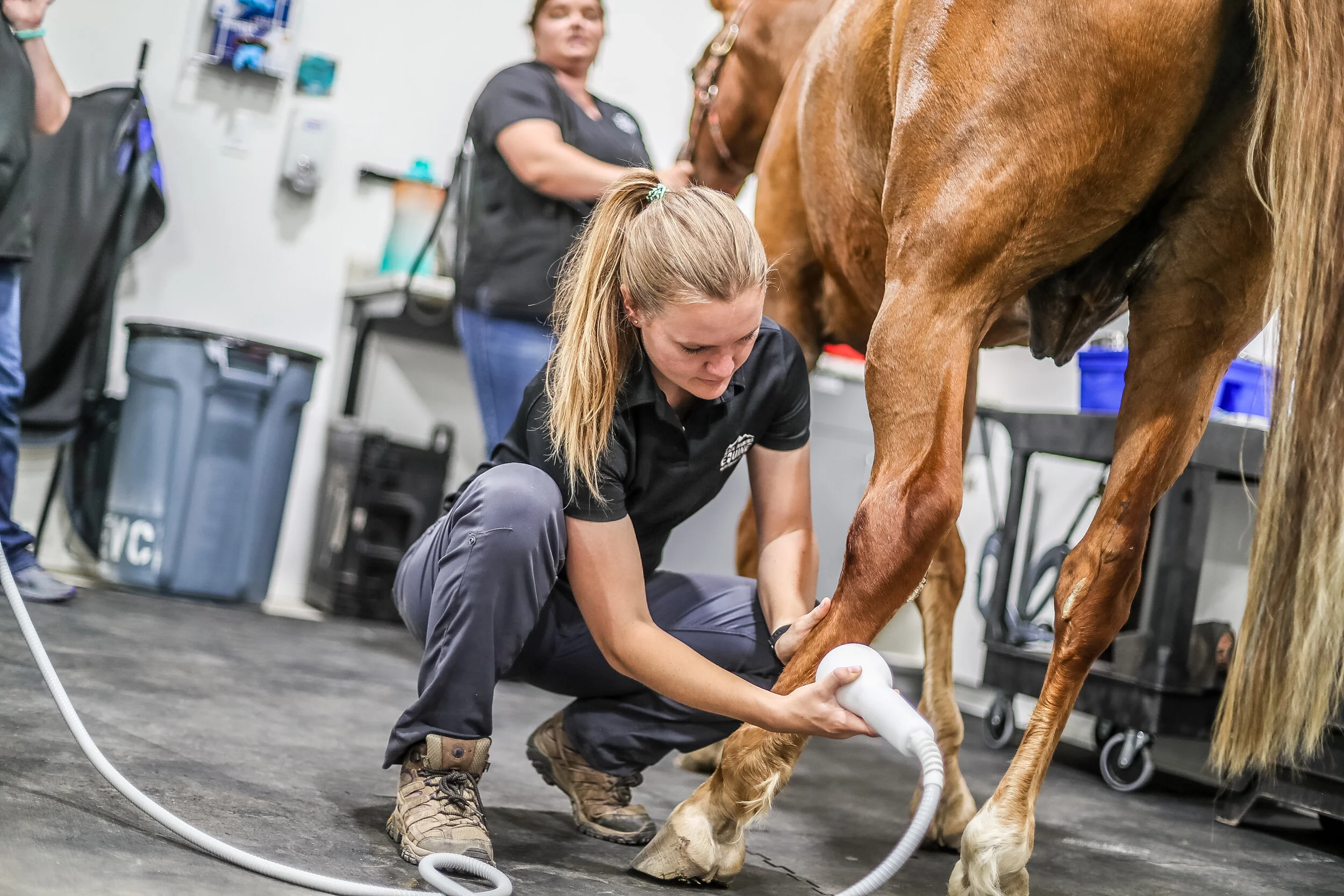 Lameness and Performance — Black Diamond Equine Veterinary Clinic