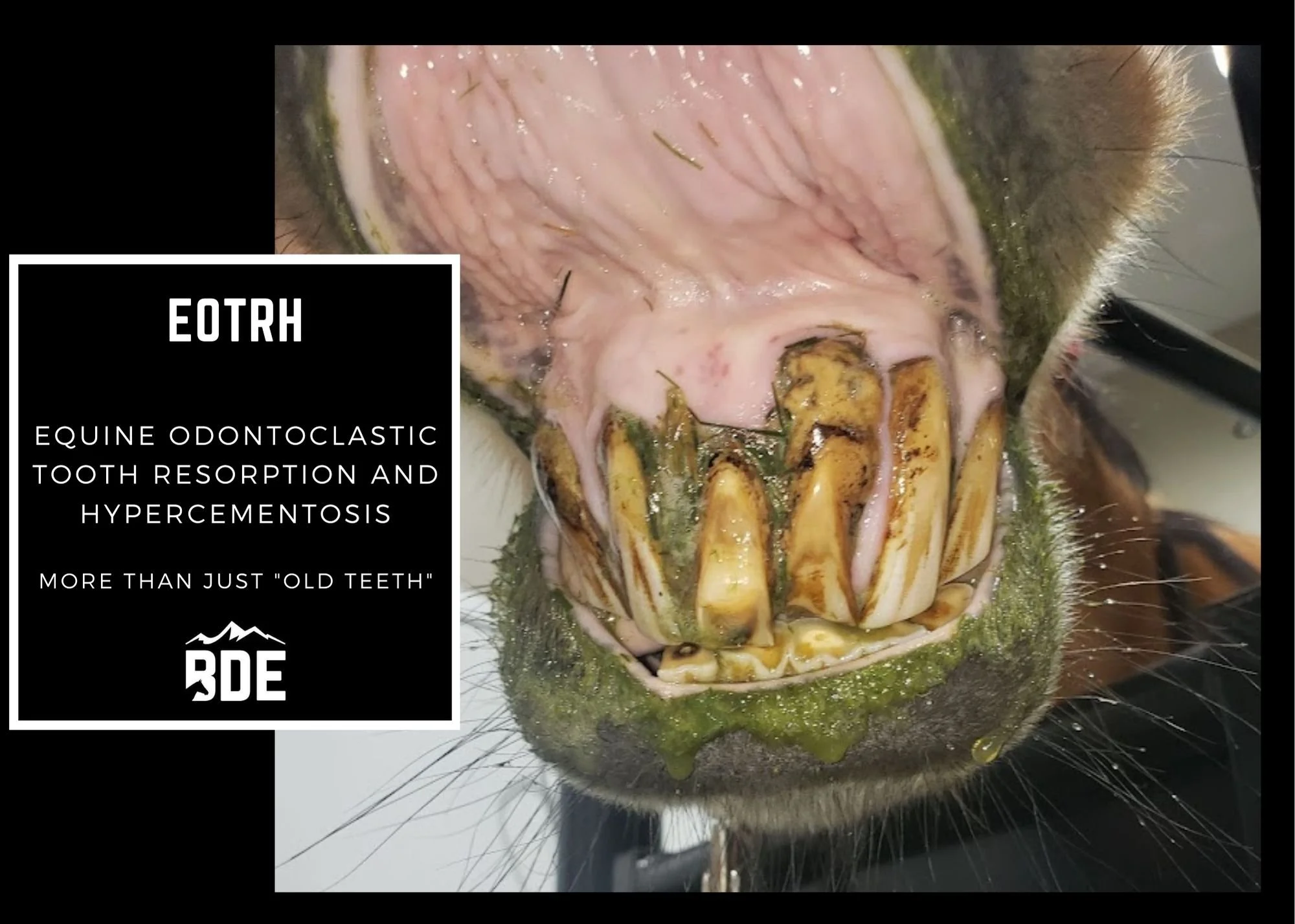 Horse Teeth Floating Graphics