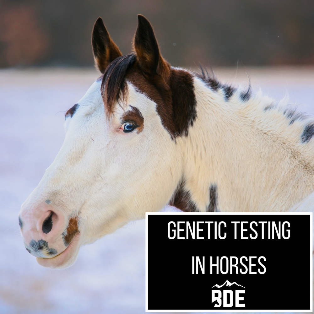Genetic Testing in Horses — Black Diamond Equine Veterinary Clinic