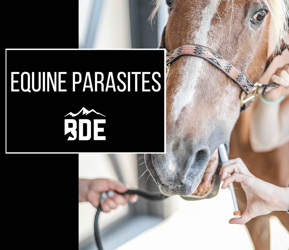 Equine Parasites — Black Diamond Equine Veterinary Clinic